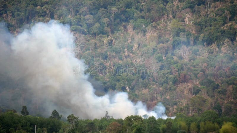 Fire in the Forest, Wildfire Smoke Rising from a Dense Tropical Forest ...