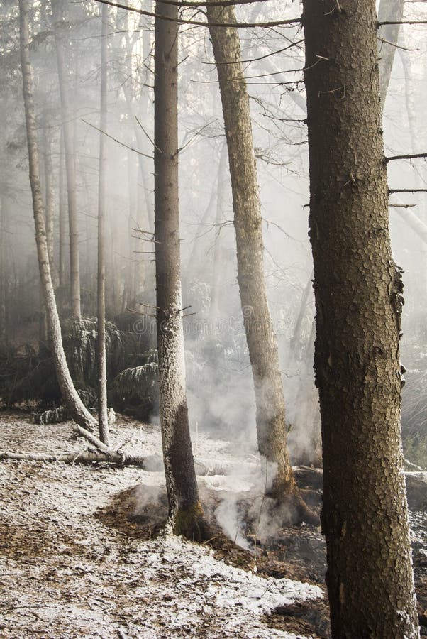 Fire in the Forest in Winter. the Forest is Burning. Dangerous ...
