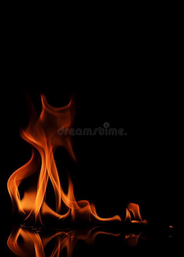 Flame Fox Cold Fox Stock Photos - Free & Royalty-Free Stock Photos from ...