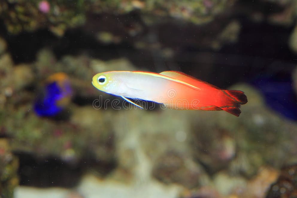 Fire goby stock image. Image of white, underwater, tail - 38102355