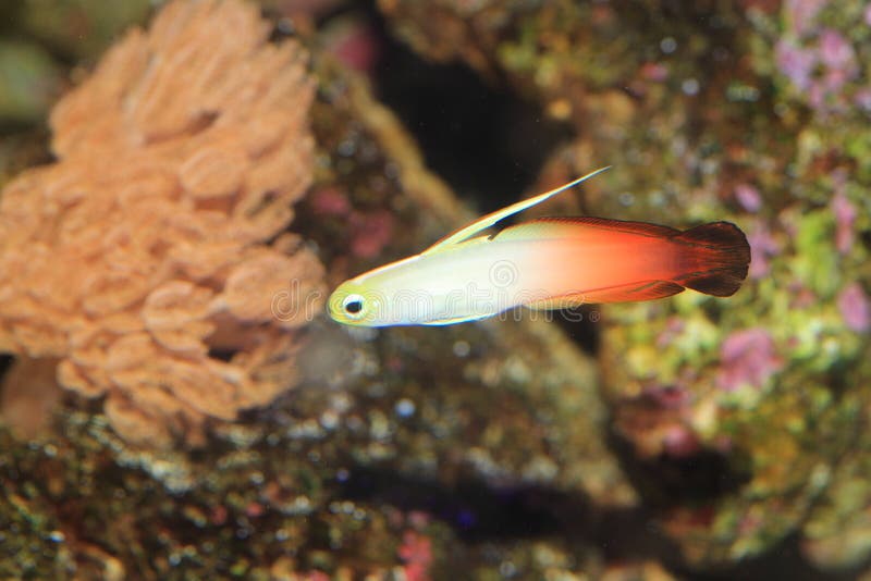 Fire Goby Fish stock photo. Image of magnifica, fresh - 6473222