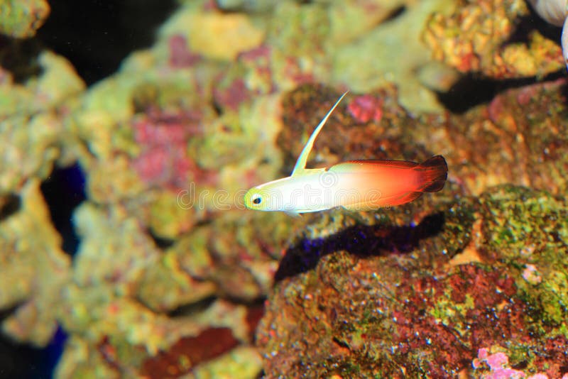 Fire goby stock image. Image of isolated, okinawa, animal - 38278489