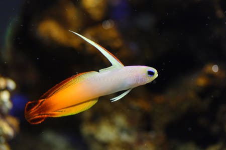 Fire Goby Fish stock photo. Image of magnifica, fresh - 6473222