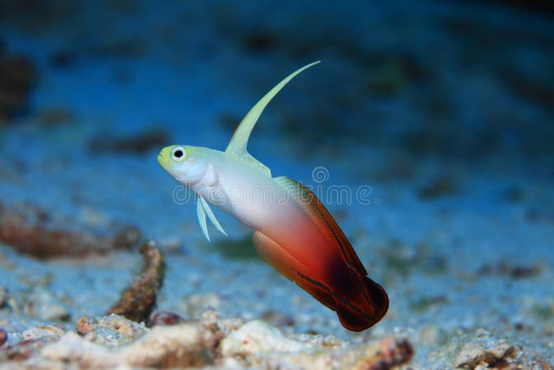 Fire goby stock image. Image of dartfish, holiday, underwater - 55950147