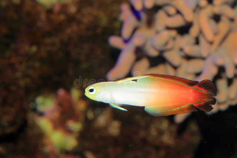 Ice goby stock image. Image of japan, gobioidei, petersii - 39917389