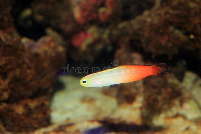 Fire goby stock image. Image of isolated, okinawa, animal - 38278489