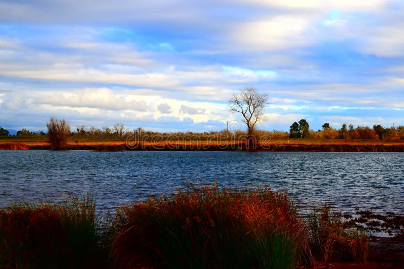 Fire grass stock image. Image of floodplain, tree, evening - 103202551