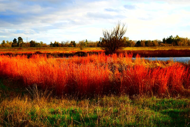Fire grass stock photo. Image of steppe, autumn, savanna - 103202696