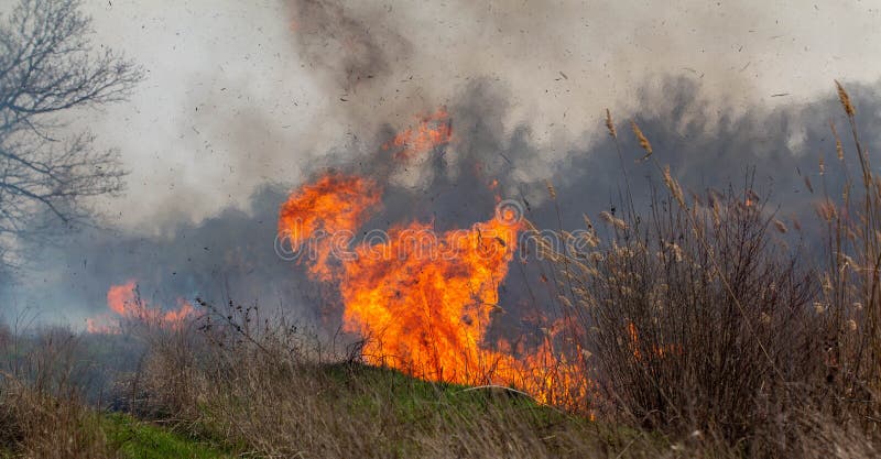 Fire. Grass Burns in the Field. Stock Image - Image of landscape ...
