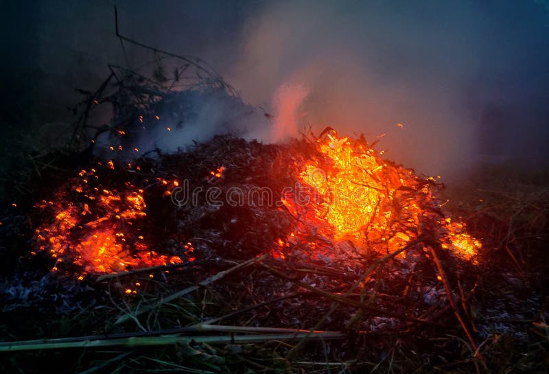 Fire Grass Landscape Plant Tree Stock Photo - Image of landscape, grass ...