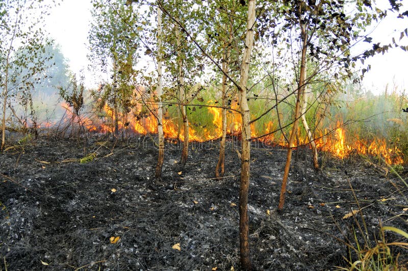 Fire in the grove stock photo. Image of disaster, fire - 87785176