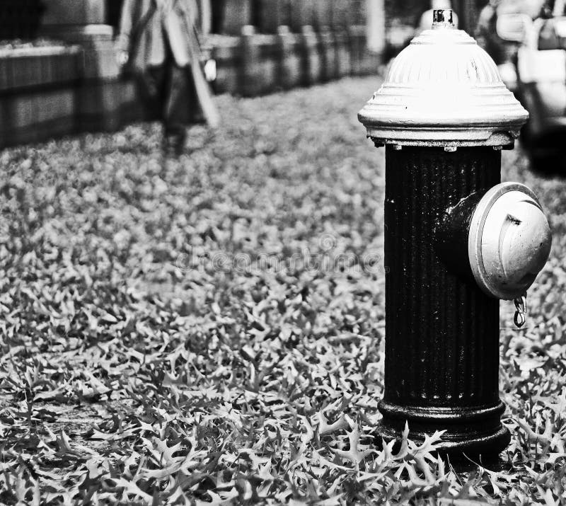 Fire Hydrant Picture. Image: 8293384