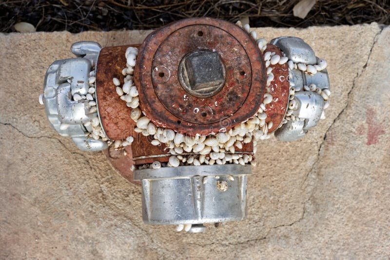 Fire Hydrant Encrusted with Snails. Stock Image - Image of hydrant ...