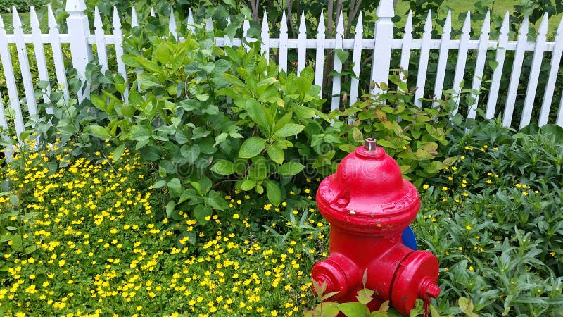Fire Hydrant in Flower Bed with White Picket Fence Stock Photo - Image ...