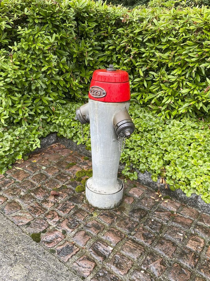 Fire hydrant in the park stock photo. Image of quiet - 223637254
