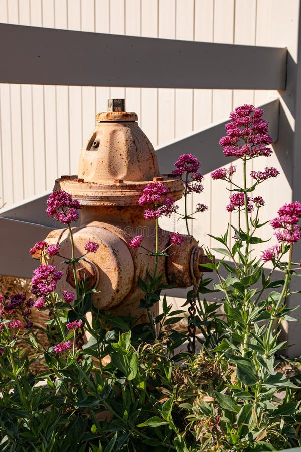 Hydrant and Flowers stock image. Image of hydrant, flower - 245664085