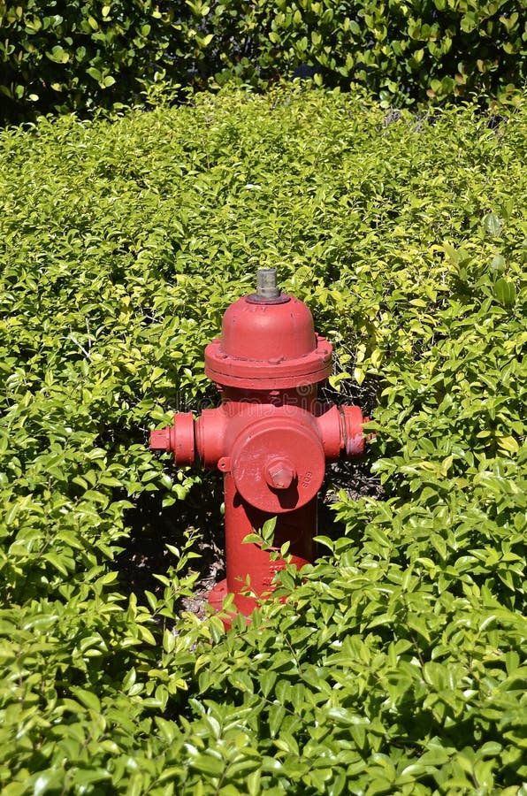 Fire Hydrant Surrounded by Green Plants Stock Photo - Image of ...