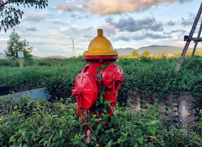 A Fire Hydrant with Vine Grass Tree Overgrown Red Yellow Green Stock ...