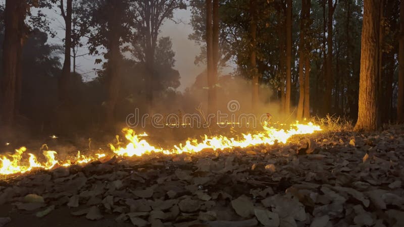 Fire in deep jungle stock video. Video of time, depp - 329651745