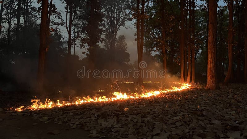 Fire in depp jungle stock image. Image of person, depp - 329651173