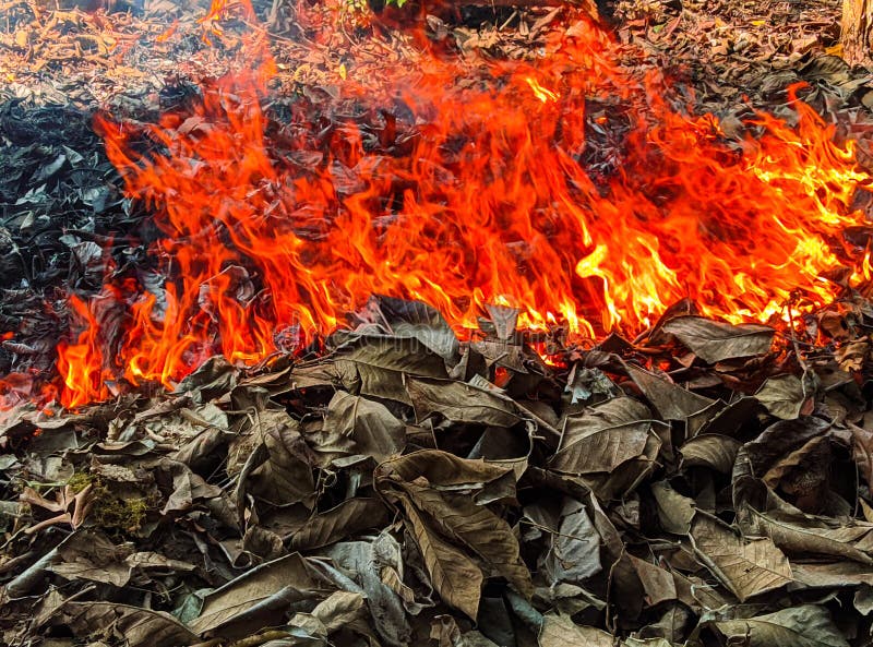 Fire on leaf stock photo. Image of leaf, forest, wilderness - 218349152