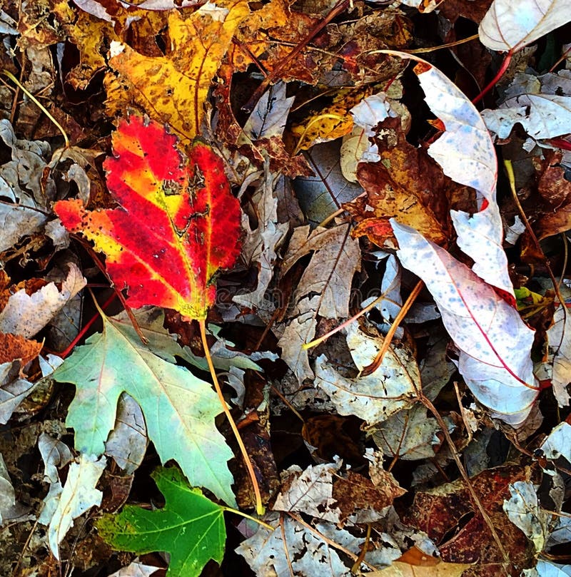 Fire leaf stock photo. Image of dslr, massachusetts, gallery - 46782144