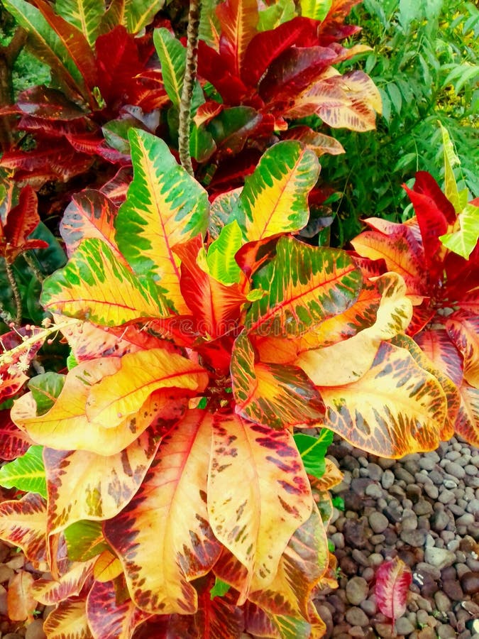 Fire leaf editorial stock photo. Image of leaf, wonder - 69068503