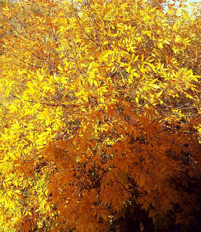 Fire leaves. stock photo. Image of beautiful, days, tree - 73356088