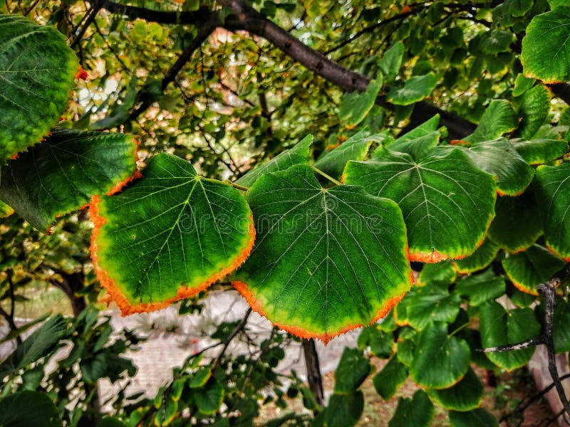 Fire Leaves stock image. Image of green, spring, orange - 255312591