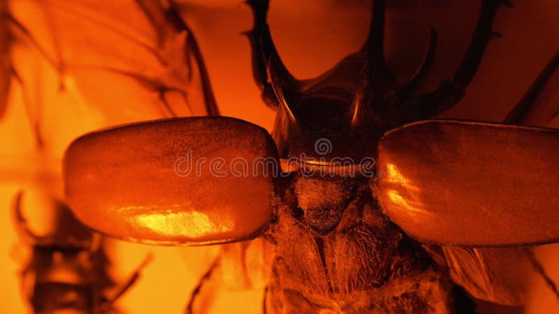 Fire Lights Up Large Beetle in Display 2 Versions Stock Footage - Video ...