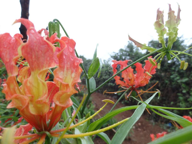 Fire lilly in the garden stock photo. Image of lilly - 108212974