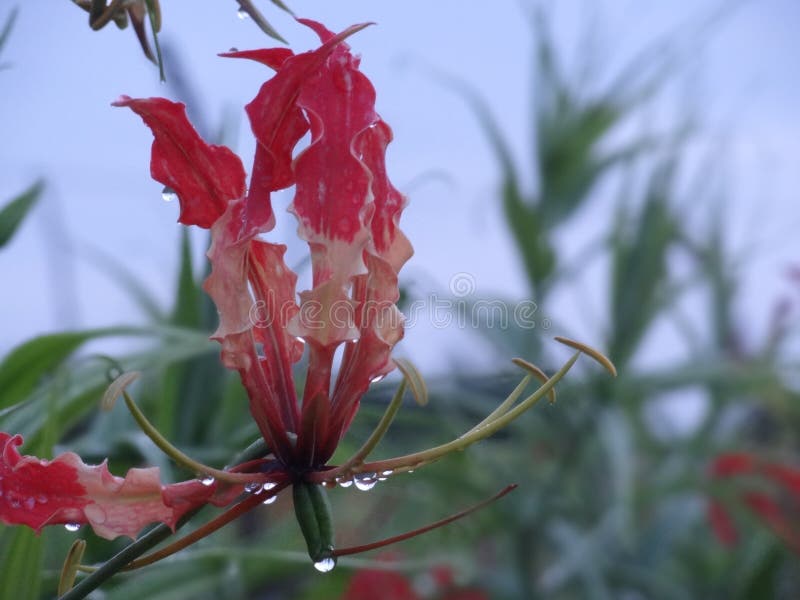 Fire lilly in the garden stock photo. Image of lilly - 108212974