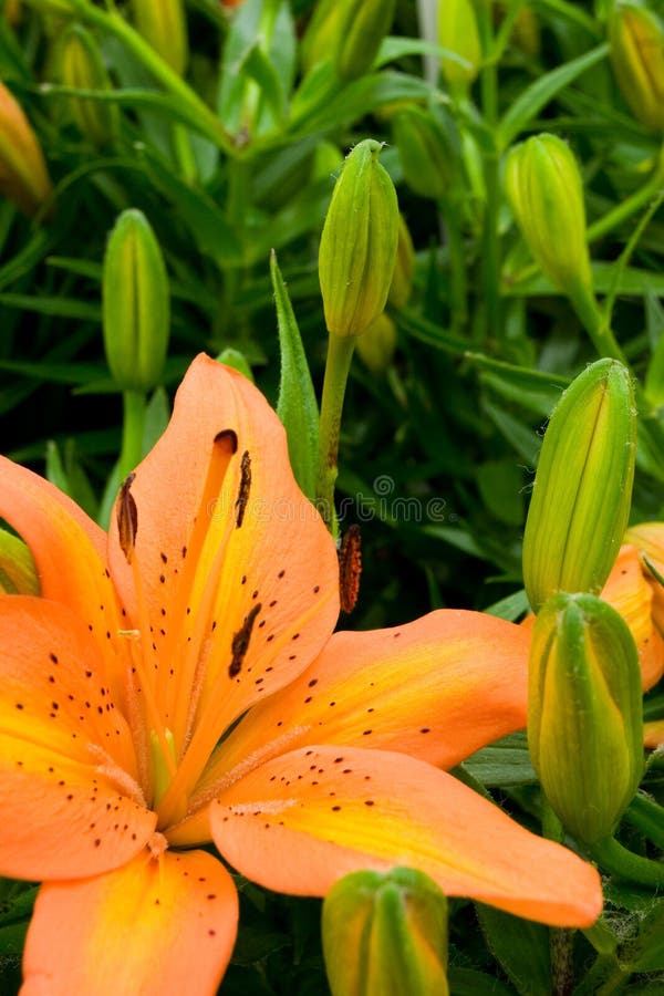 1,580 Fire Lily Flower Stock Photos - Free & Royalty-Free Stock Photos ...