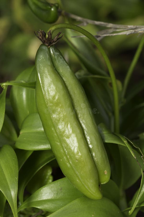 Fire lily seed pod stock photo. Image of lily, flora - 53396290