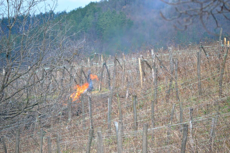 Fire lit in the orchard stock photo. Image of forest - 330299934