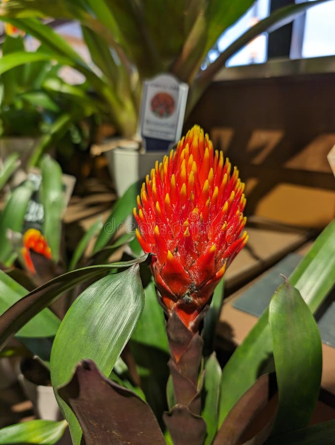 A fire looking plant stock image. Image of plant, outdoors - 303297631