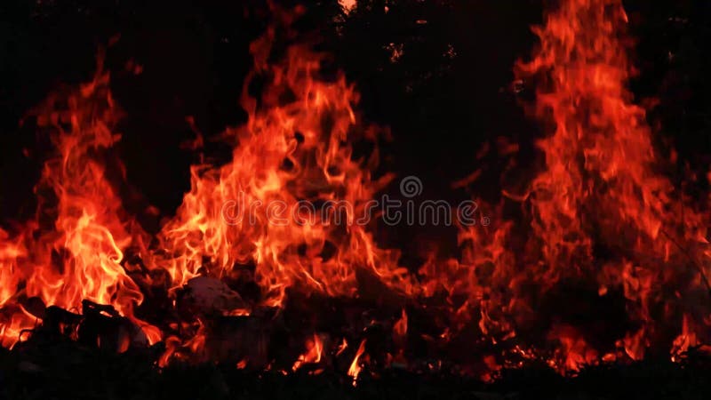 Fire Looping Isolated Seamless Loop. Looping Fire Element, SMotion Fire ...
