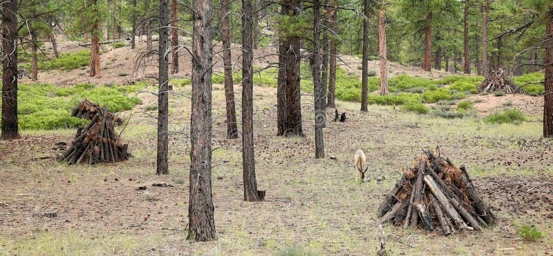 Fire Management in Forests: Burn Piles. Stock Image - Image of ...