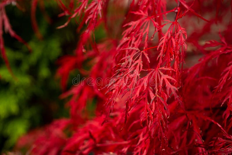 Fire Maple Bush closeup stock image. Image of orange - 163147307