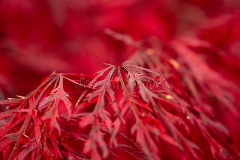 Fire Maple Bush closeup stock image. Image of lawn, orange - 163147327