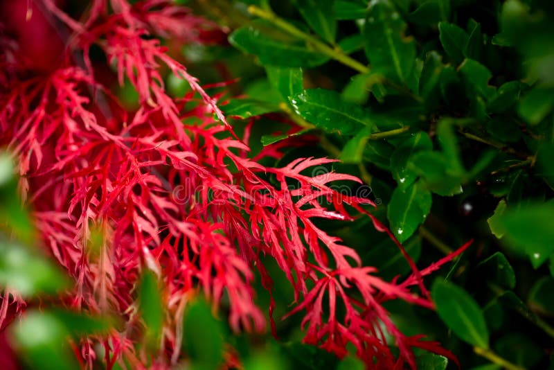 Fire Maple Bush closeup stock photo. Image of yellow - 163147348