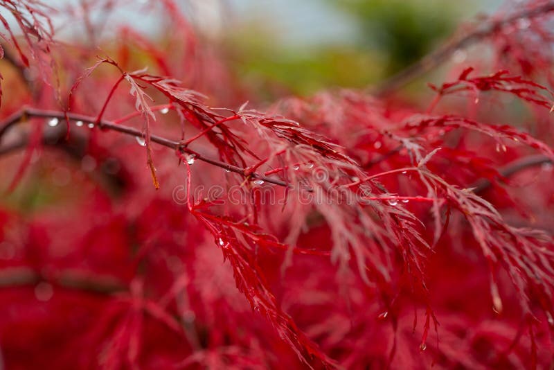 Fire Maple Bush and water stock image. Image of leaf - 163147321