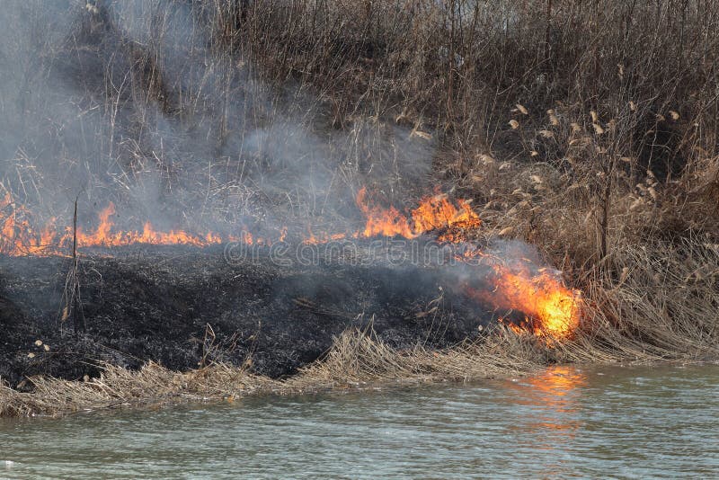 Fire in Marsh, Natural Disaster Stock Image - Image of bulrush, burn ...