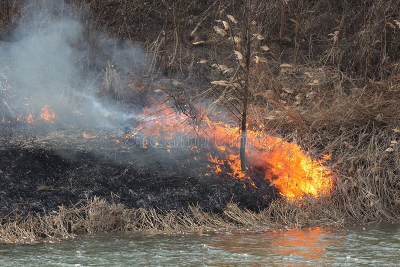 Fire in Marsh, Natural Disaster Stock Photo - Image of coastline, grass ...