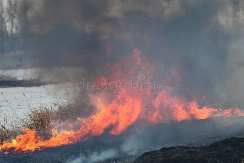 Fire in Marsh, Natural Disaster Stock Image - Image of bulrush, lake ...