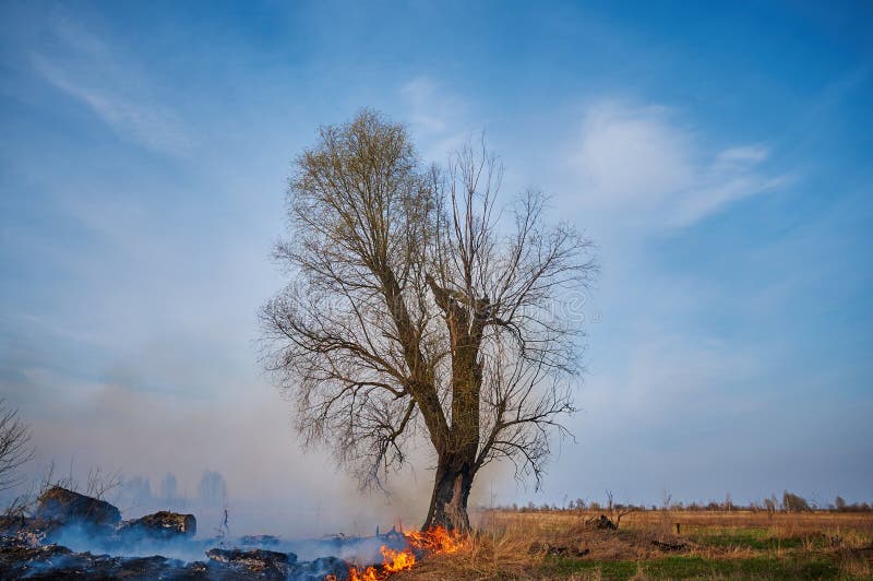 Fire in the meadow stock photo. Image of danger, environmental - 64346158