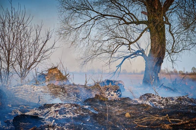 Fire in the meadow stock photo. Image of danger, environmental - 64346158