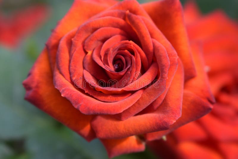 Fire miracle of nature stock photo. Image of admiration - 133560288