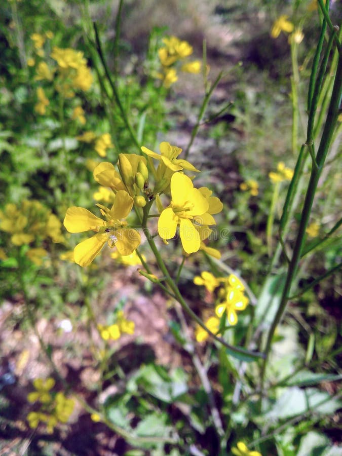 Fire Mustard Flower stock photo. Image of flower, fresh - 173685350