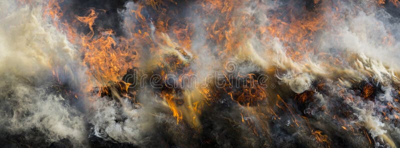 Fire in nature stock photo. Image of disaster, outdoors - 123437526